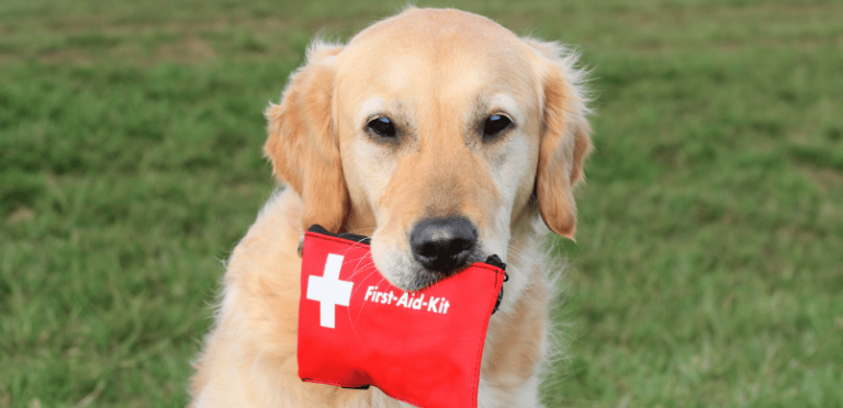 First Aid for Pets: A Must-Know Guide for Every Pet Owner - Dr Darko ...